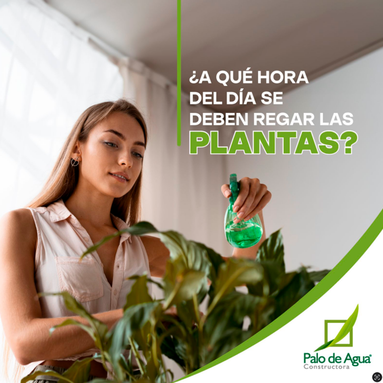 ¿A QUE HORA DEL DÍA REGAR LAS PLANTAS? - Constructora Palo de Agua